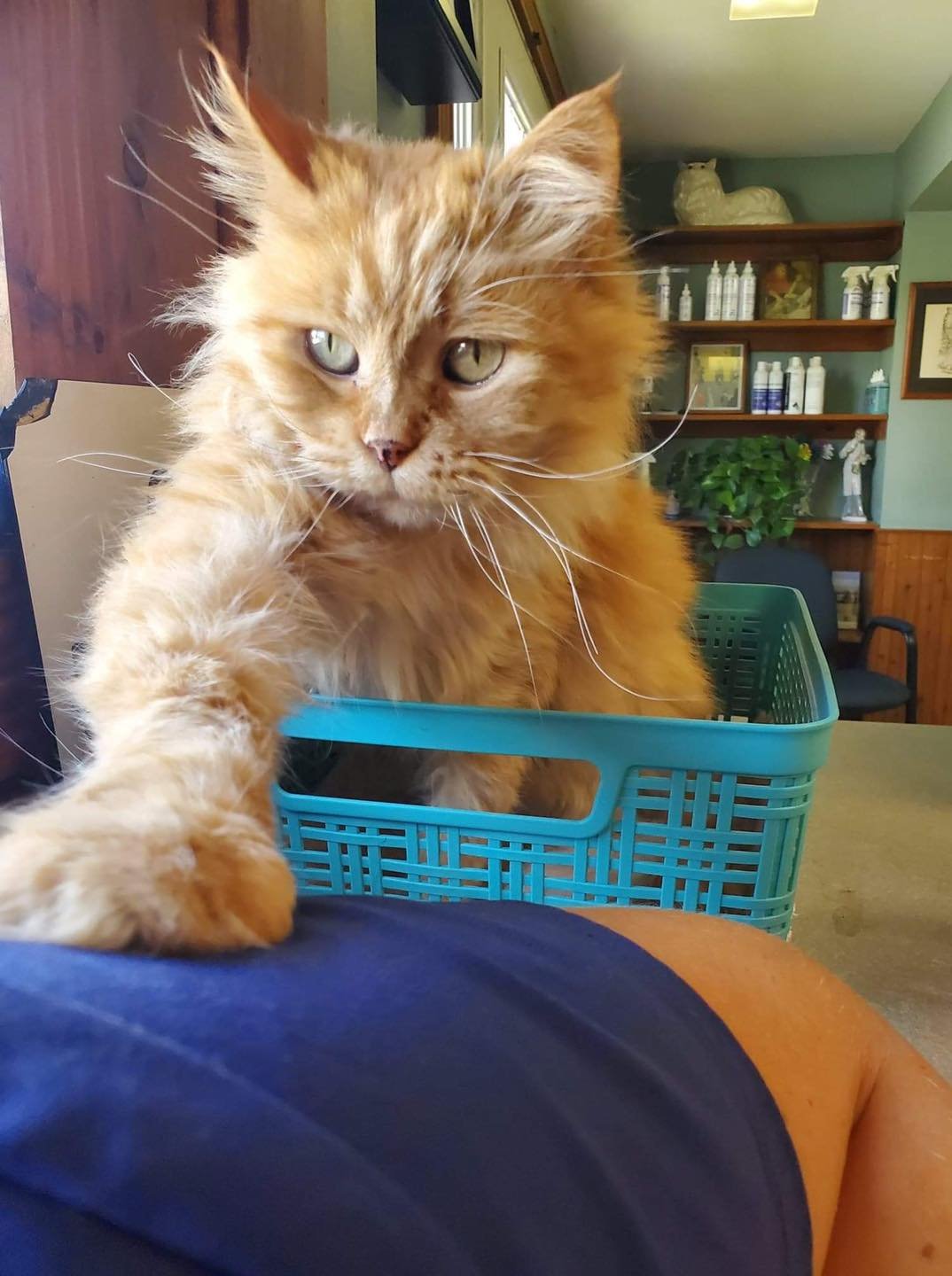 Champlain Veterinary Clinic